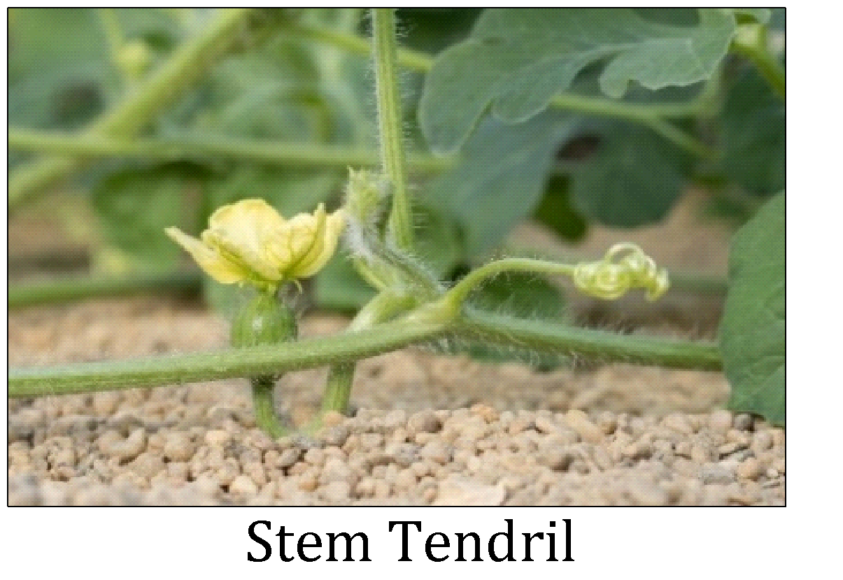 The Stem: Structure, Functions & Modifications